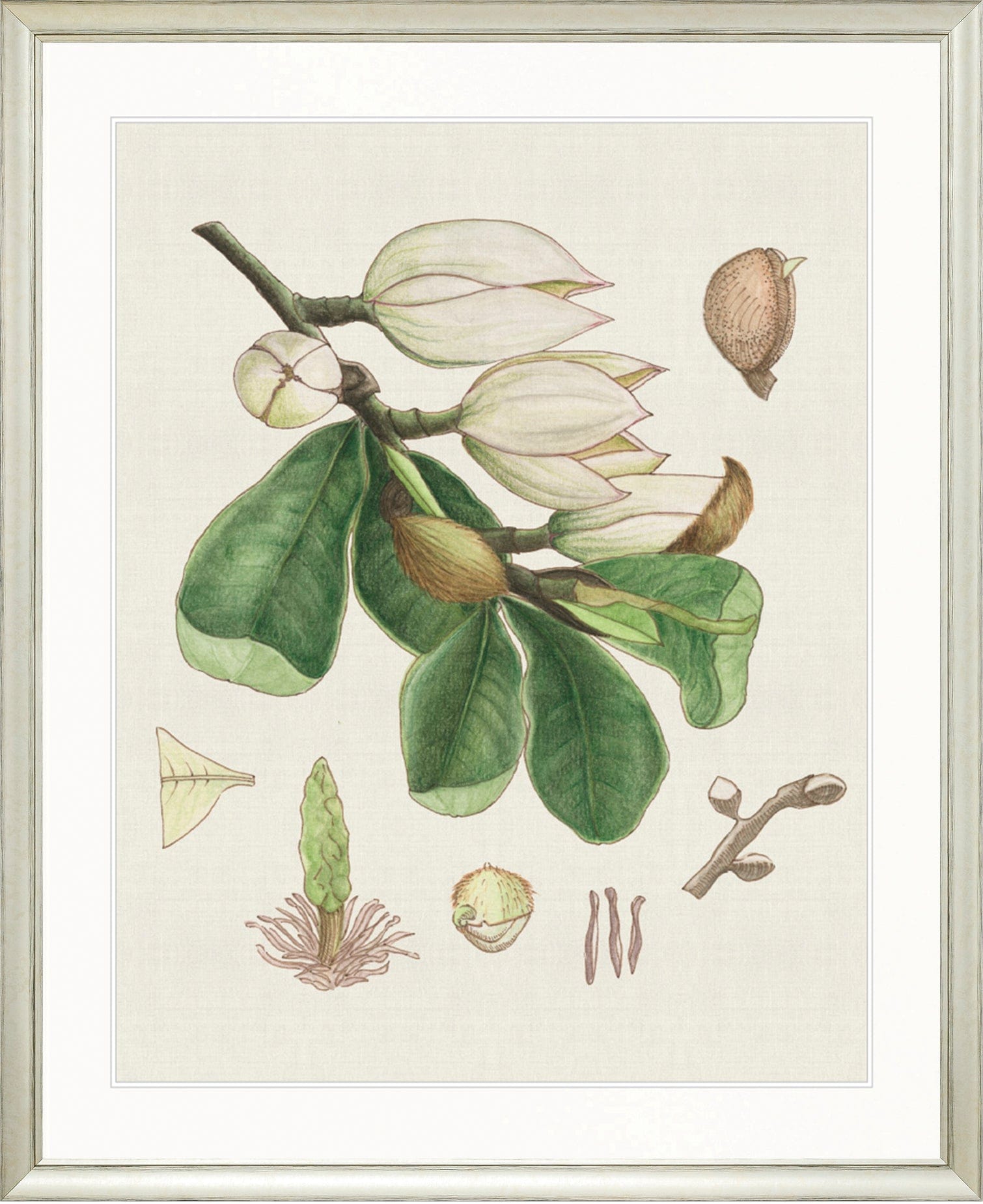 Designer Boys Classic Botanical Study III Liberty Soft Gold Frame