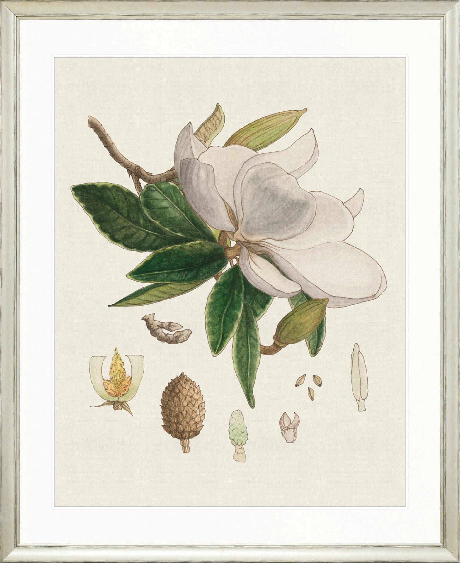 Designer Boys Classic Botanical Study II Liberty Soft Gold Frame